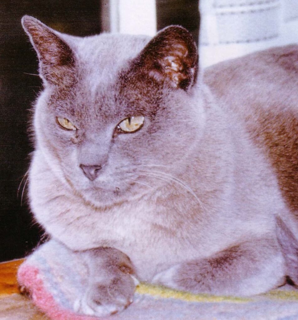 Blues – The Burmese Cat Association