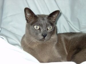 Colours – The Burmese Cat Association
