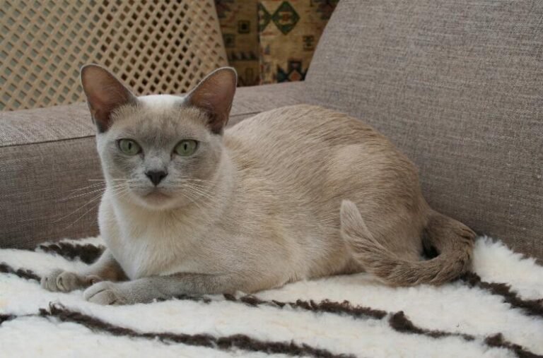 Colours – The Burmese Cat Association