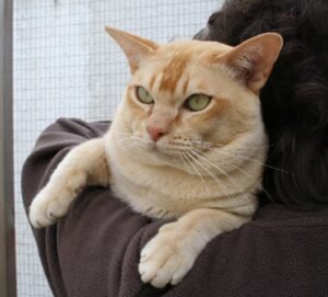 Colours – The Burmese Cat Association